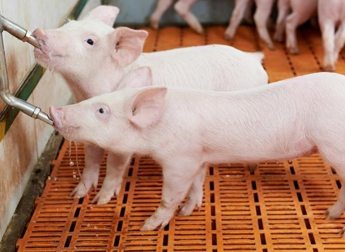 Animal Drinking SUS 304 Automatic Water Drinker Pig Poultry Nipple Waterer
